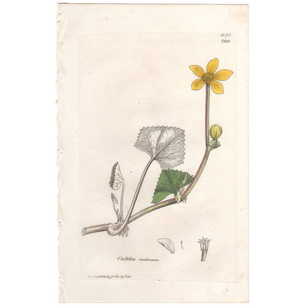 Marsh Marigold Drawing