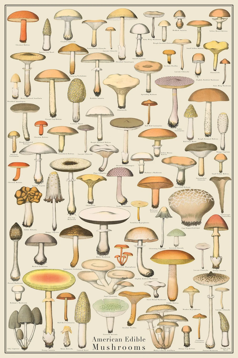 Mushroom Types Chart