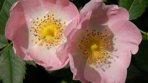 Eglantine Plant Ally Meaning — Root to Crown