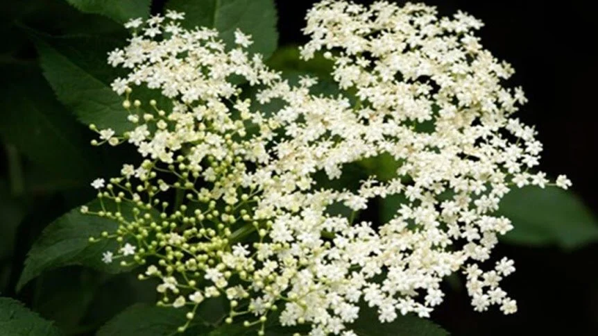 Elder Flower Plant Ally Meaning — Root to Crown