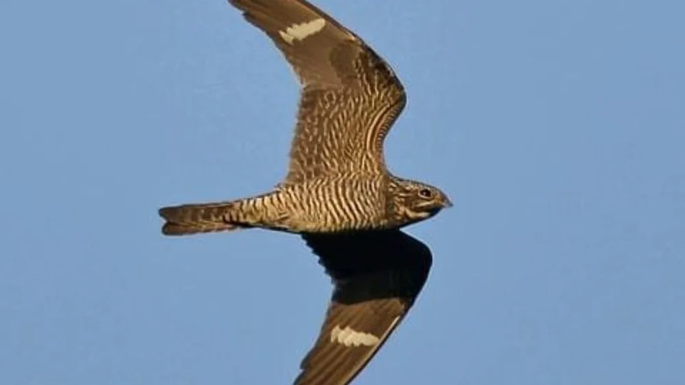 Nighthawk Animal Ally Meaning — Root to Crown