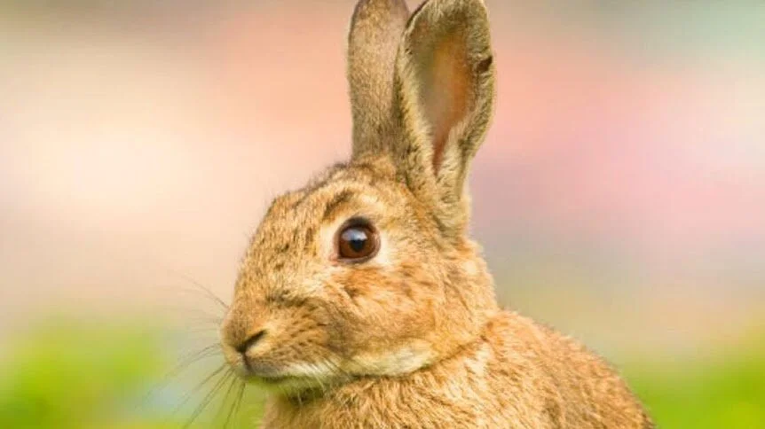 Rabbit Animal Ally Meaning — Root to Crown