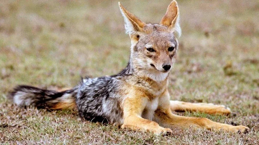 Jackal Animal Ally Meaning — Root to Crown