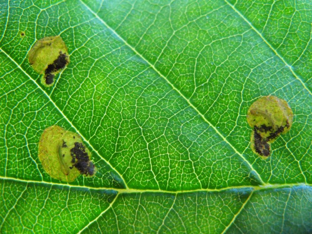 Herbivory — Satakunta Forest diversity experiments