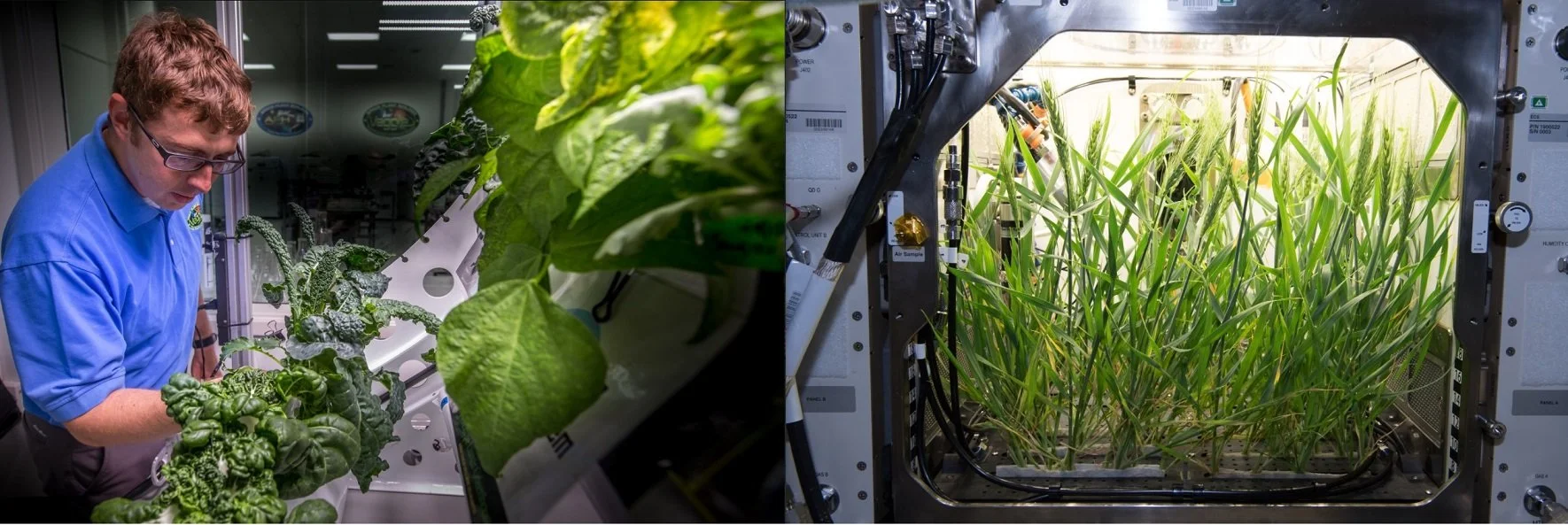 Special lettuce grown in space will help future Mars-bound astronauts ...