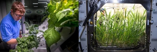 Special lettuce grown in space will help future Mars-bound astronauts ...