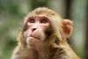 Breakthrough Study Yields Surprising Result: Monkeys Display Advanced ...