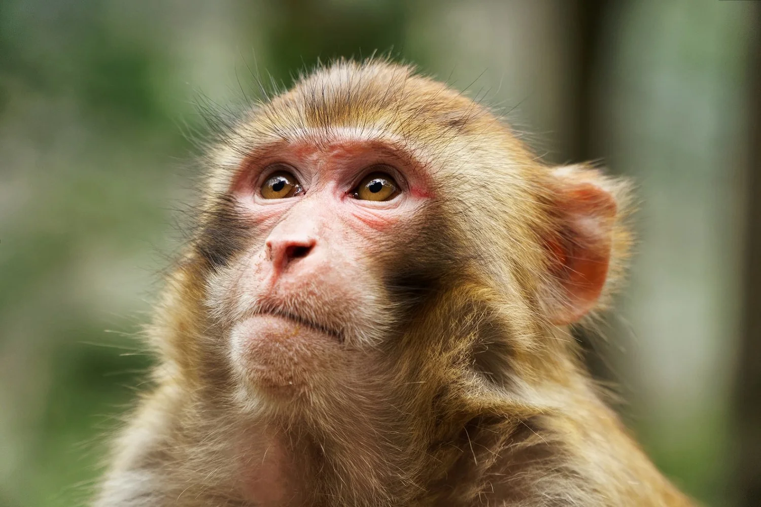 Breakthrough Study Yields Surprising Result: Monkeys Display Advanced ...