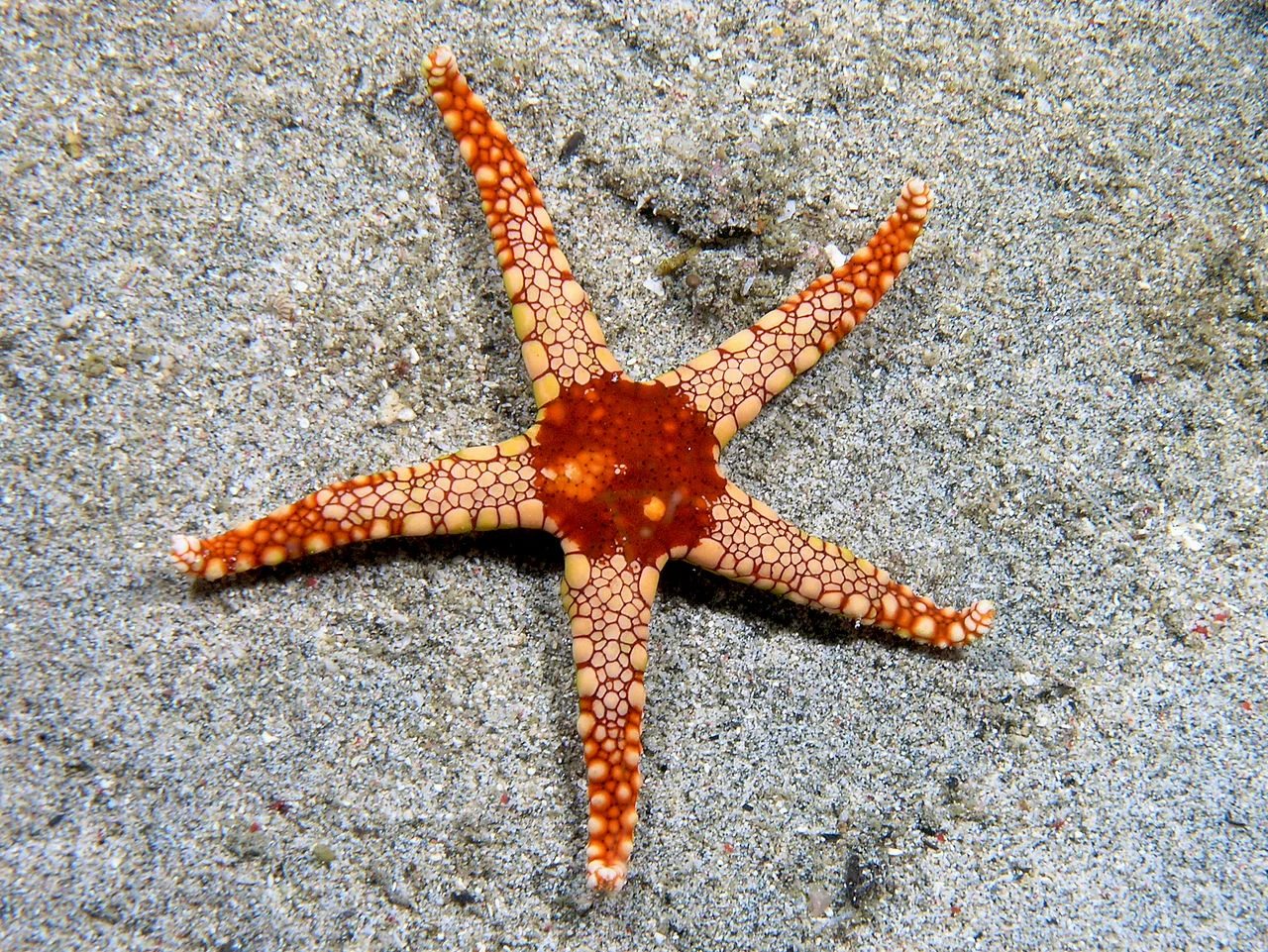 Starfish can see in the dark (among other amazing abilities)