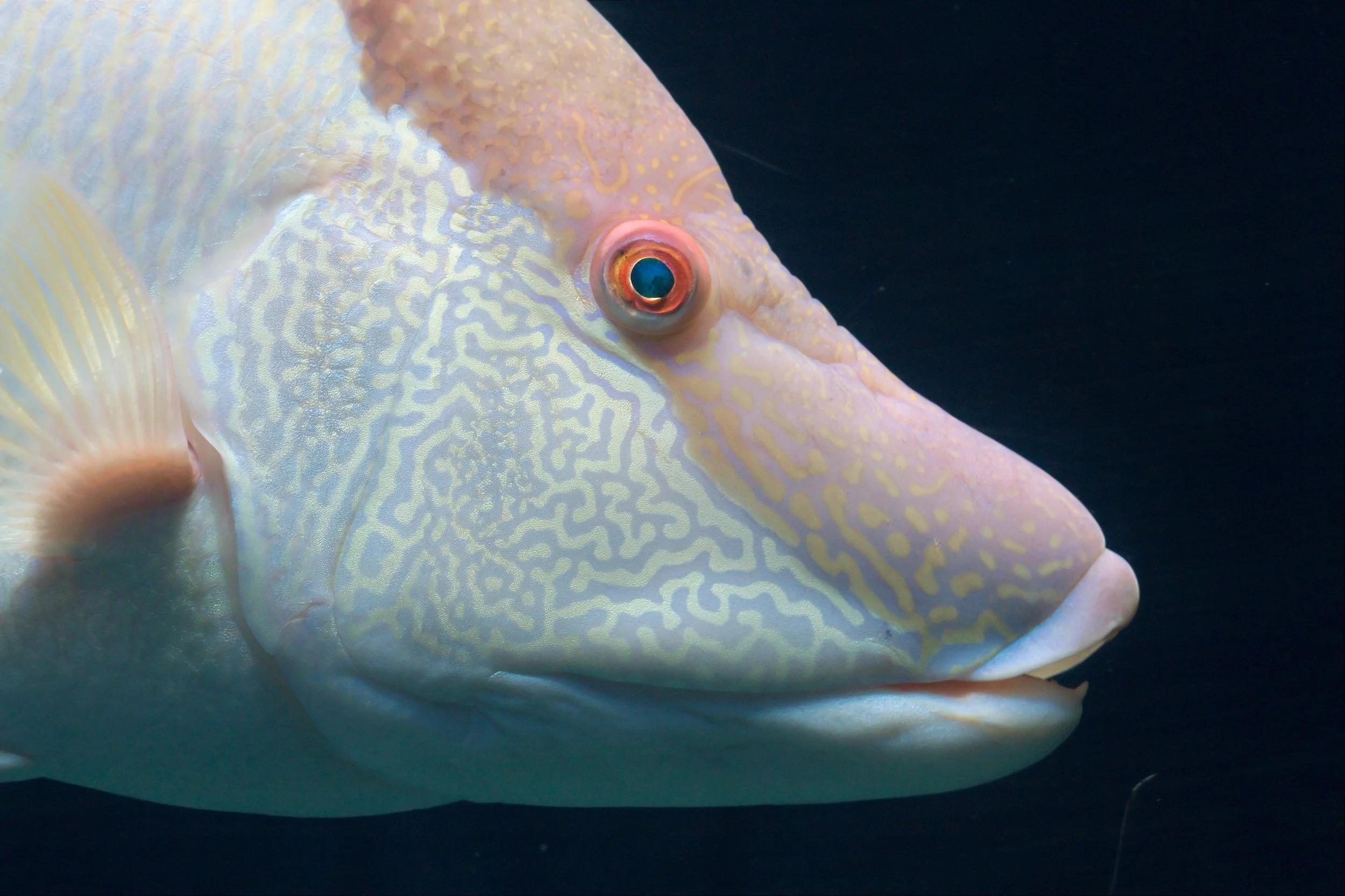 This color-changing fish can ‘see’ with its skin