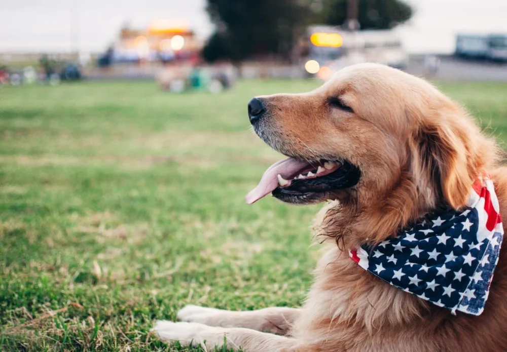 You dog's personality can change over time