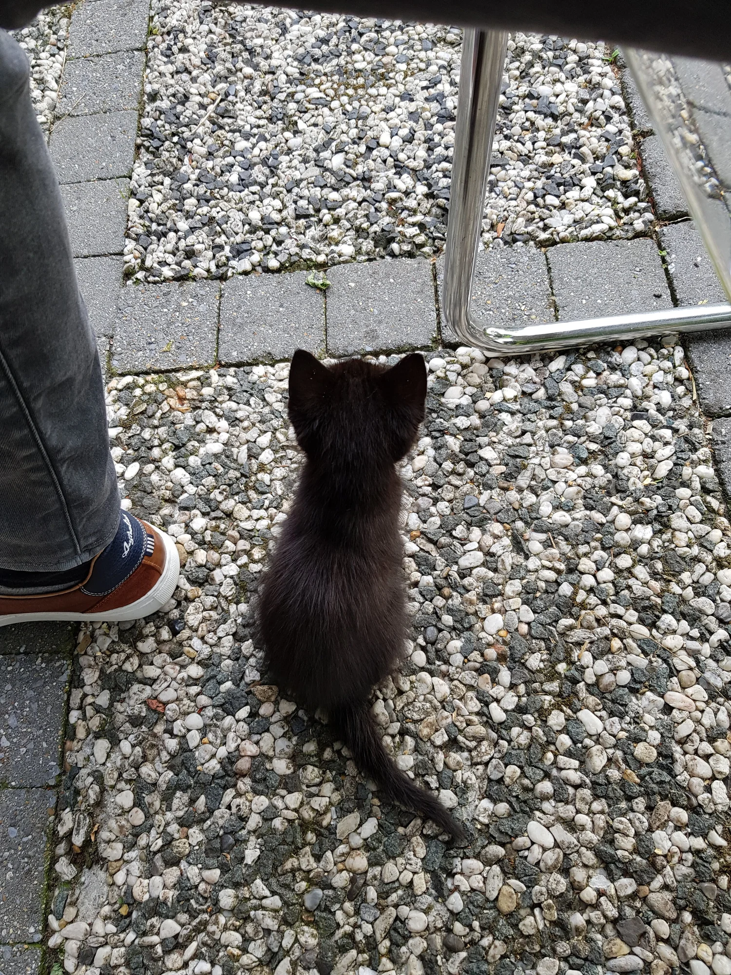 Contrary to popular belief, study shows that cats are actually really ...