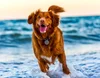 Research connects owning a dog with living a longer life