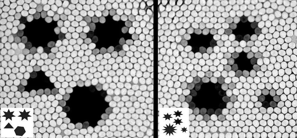 Bees can learn higher numbers than we thought – if we train them the ...