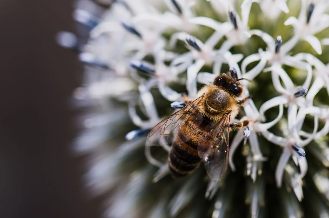 Bees can learn higher numbers than we thought – if we train them the ...