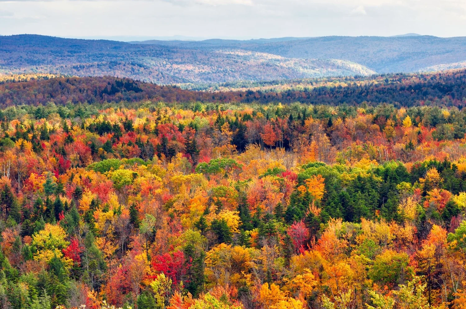 Why don’t evergreens change color and drop their leaves every fall?