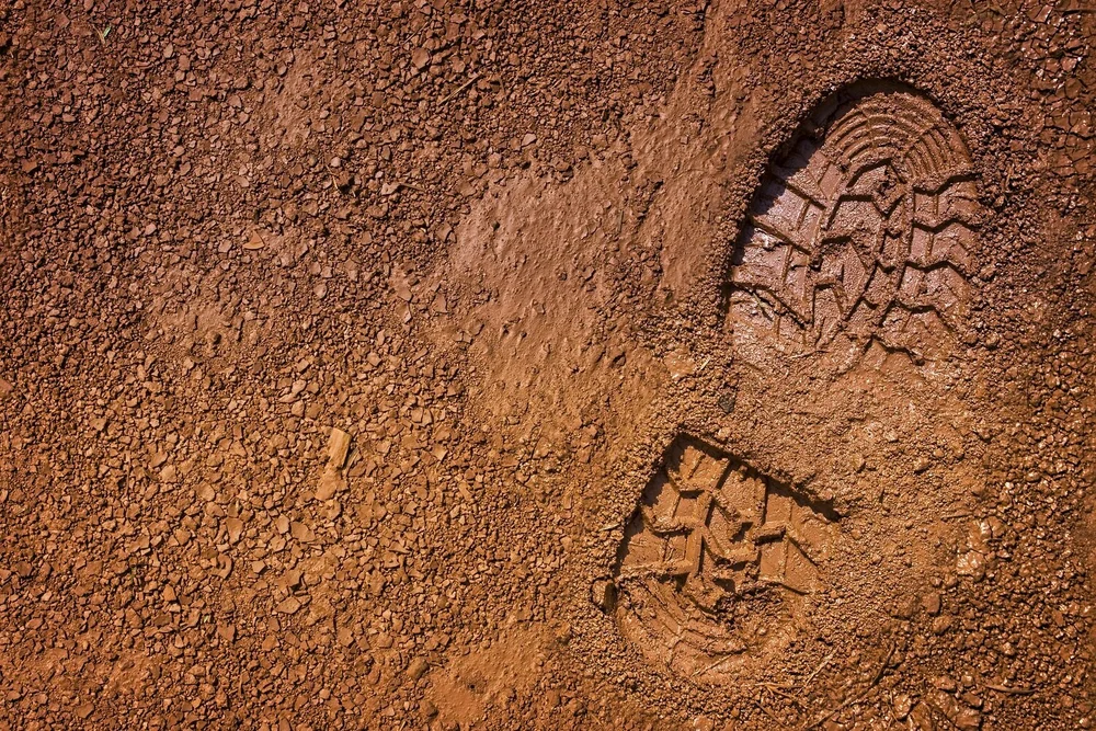 Future fossils will mainly consist of humans and their domesticated animals
