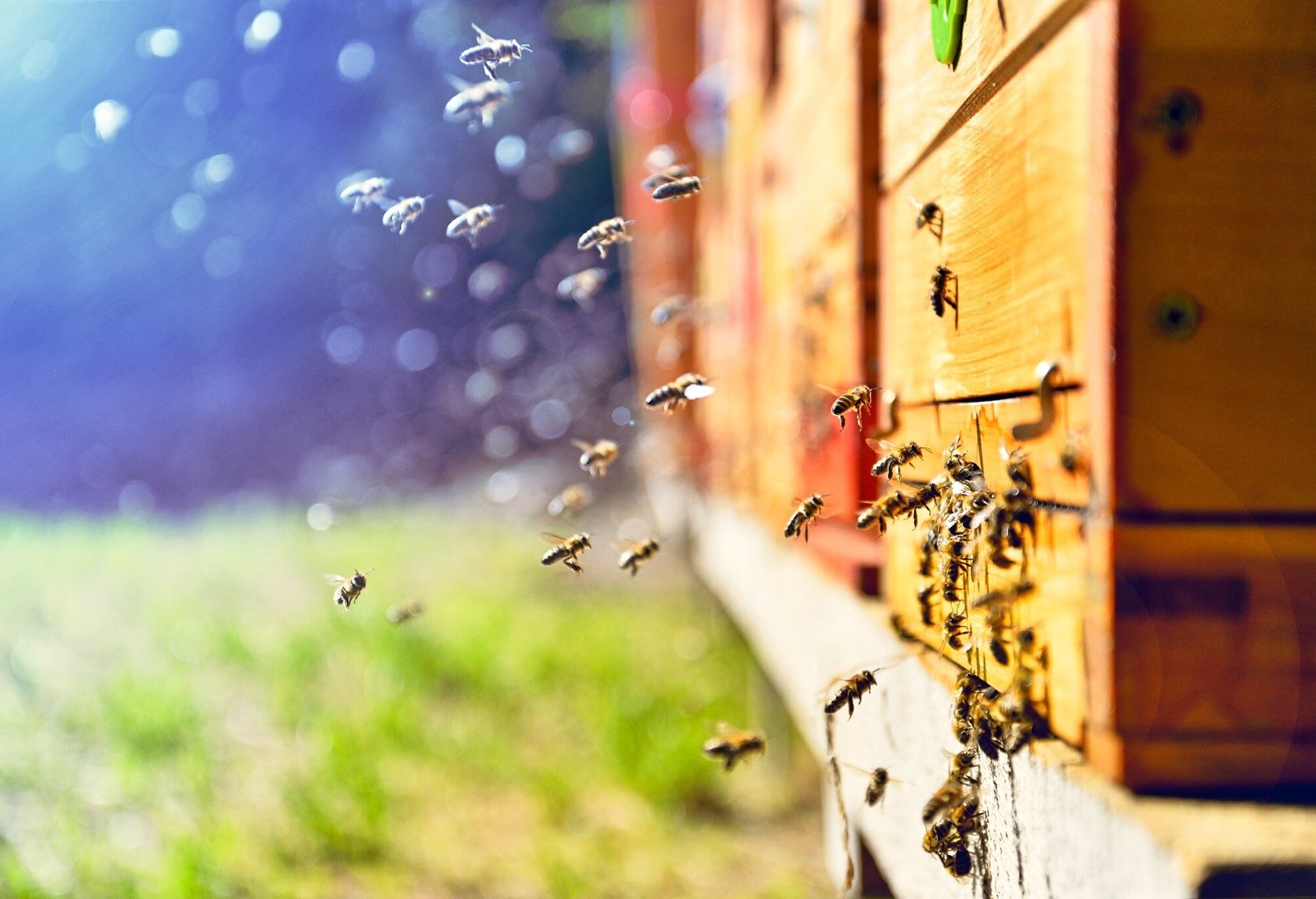 We want to build tiny backpacks for bees – here’s why