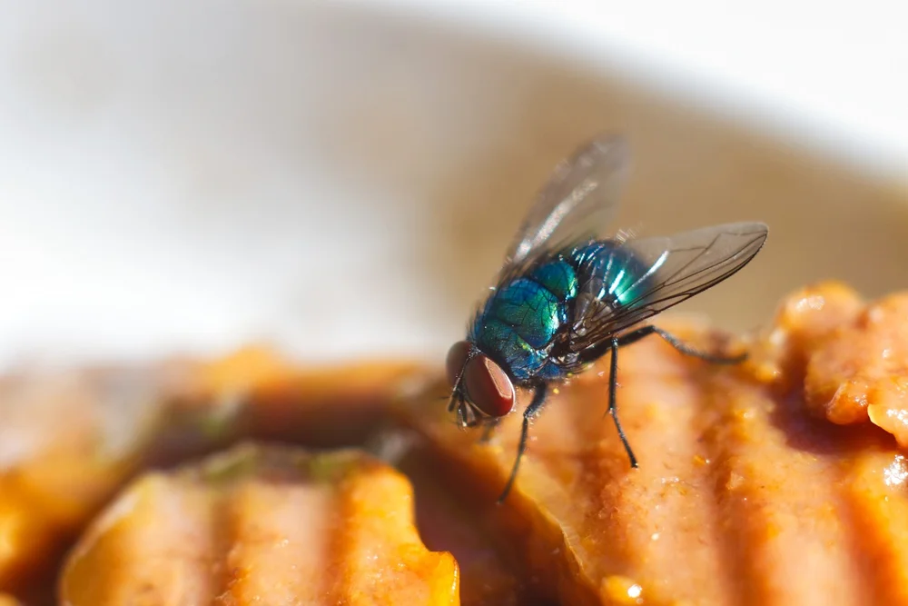 Should I throw away food once a fly has landed on it?