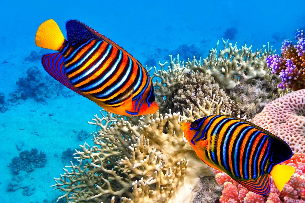 Do fish have feelings? Maybe…