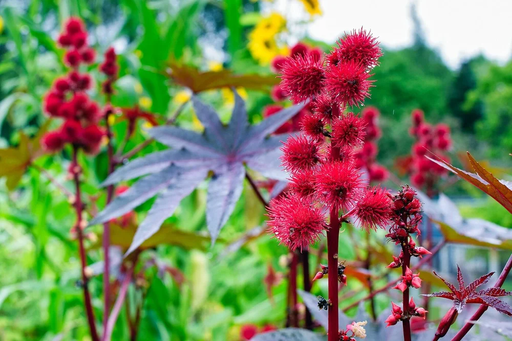 Handle with care – the world’s five deadliest poisons