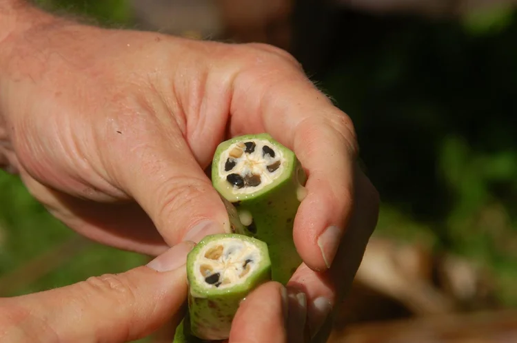 Securing the future of the banana: why we need to find new wild species