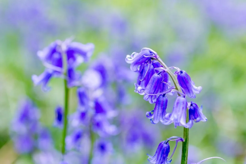 Bloomageddon: seven clever ways bluebells win the woodland turf war