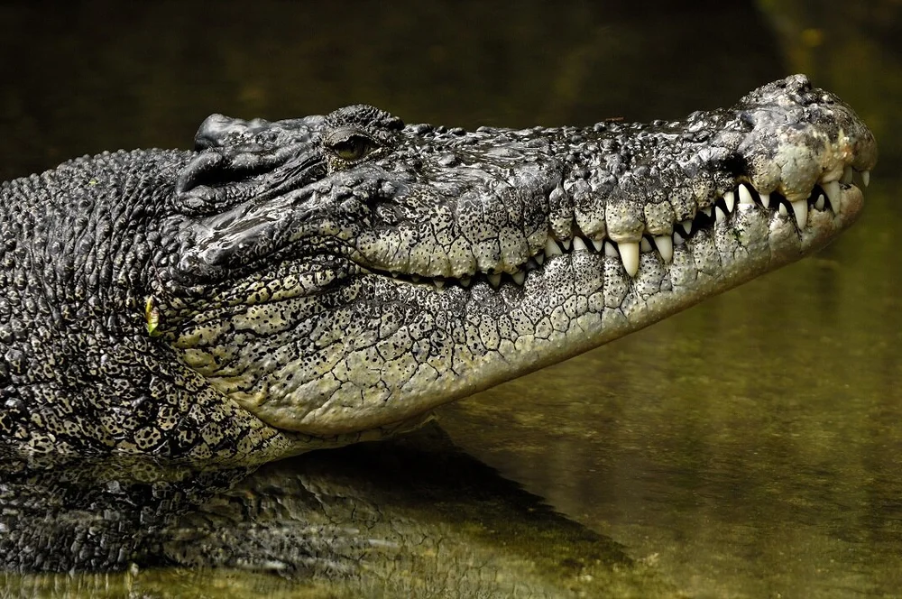 If a croc bite doesn’t get you, infection will