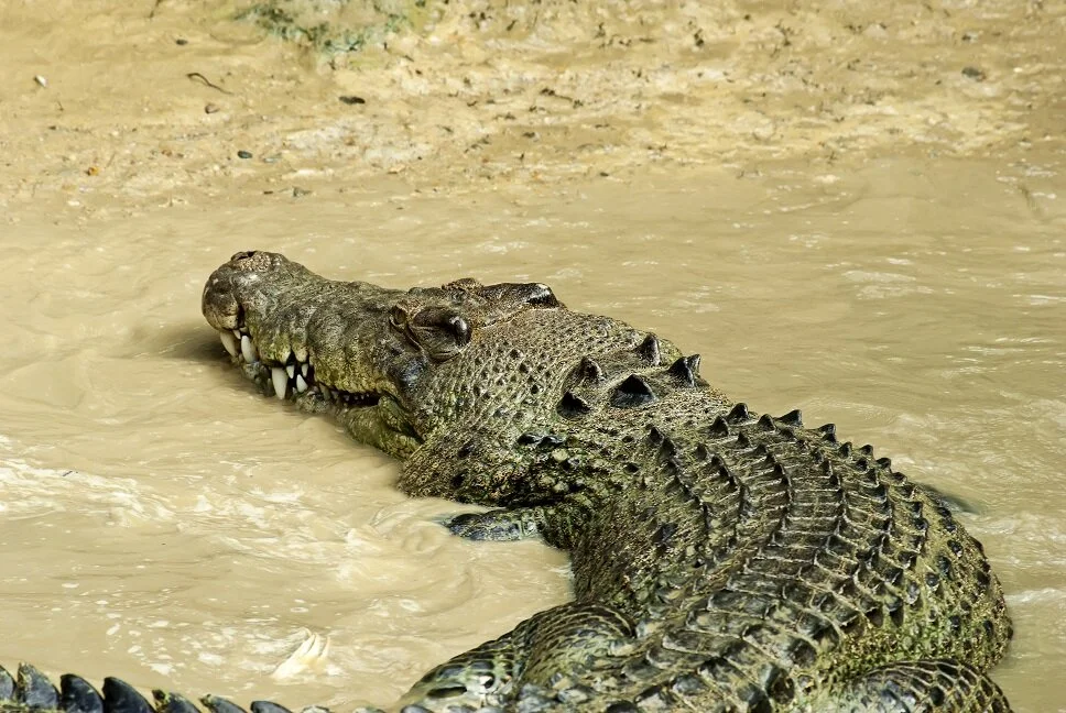 If a croc bite doesn’t get you, infection will