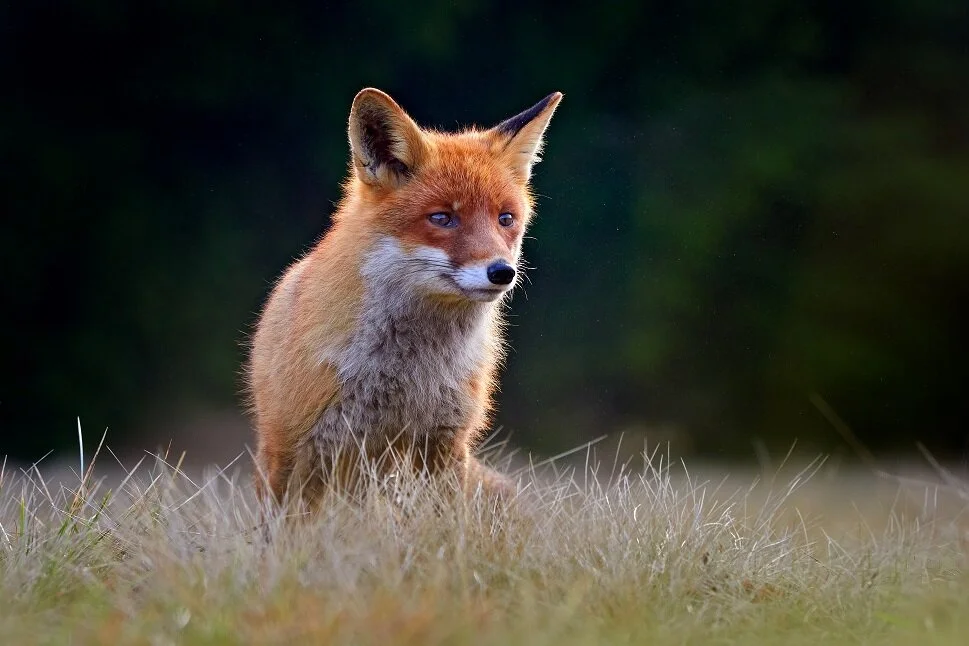 How the red fox adapted to life in our towns and cities