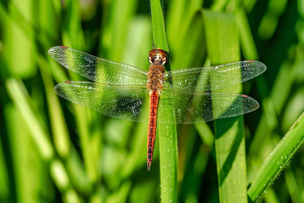 Surprising discovery: dragonflies may actually be able to cross entire ...