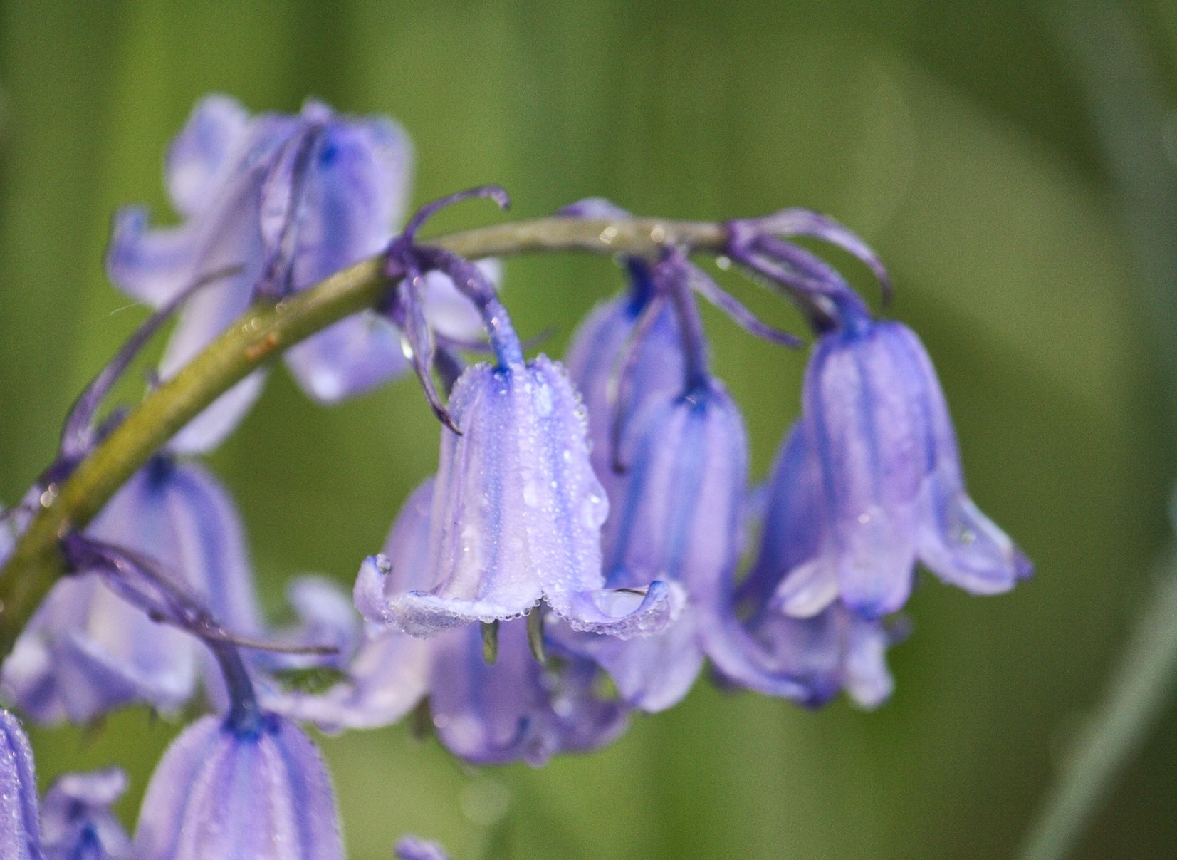 Bloomageddon: seven clever ways bluebells win the woodland turf war