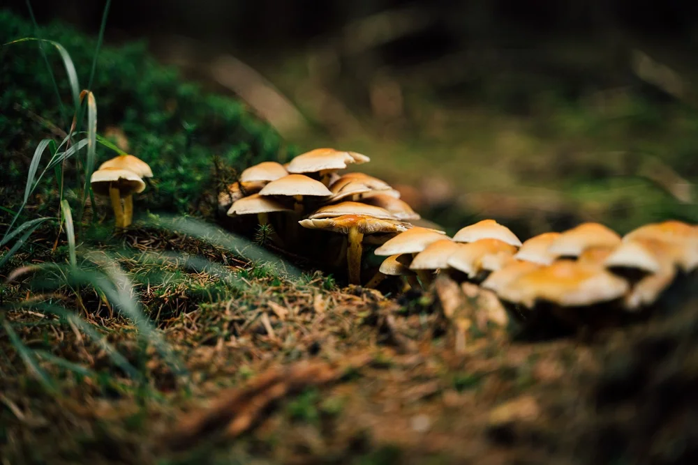 Shocking discovery reveals that funghi may be the key to reaching net ...