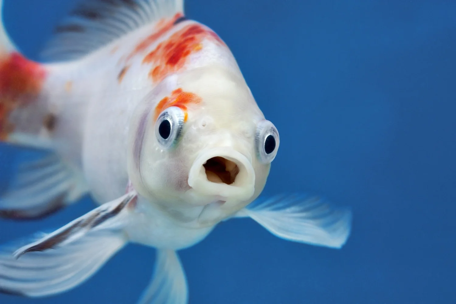 Scientists Discovered That For Fish, Hovering Is Hard Work, Not Rest