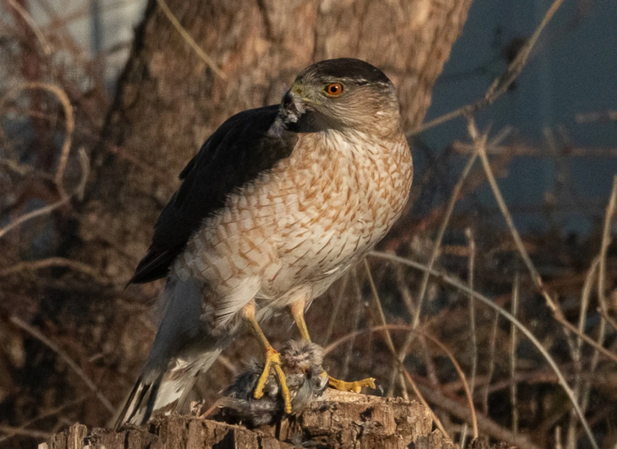 The Surprising Way a Hawk Used Traffic Lights to Improve Its Hunting ...