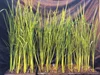Growing Food on the Moon: How Moon Rice Could Feed Future Space Missions