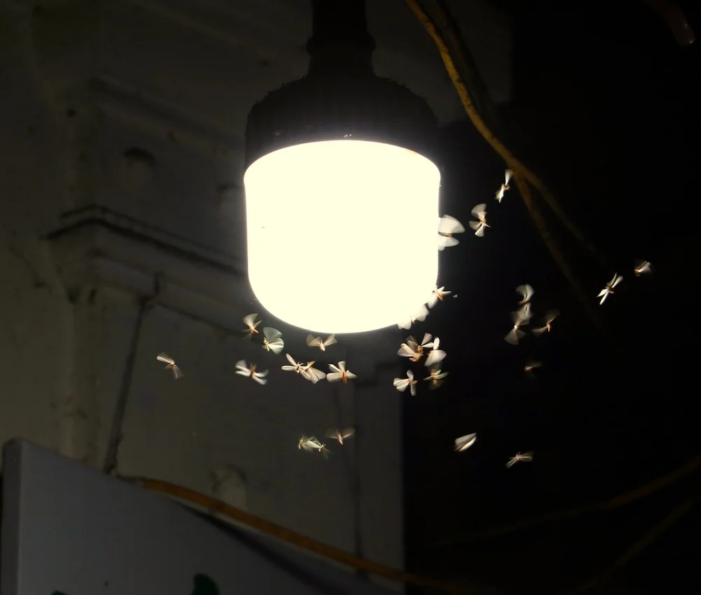 Why are insects drawn to artificial light at night? - We may finally know