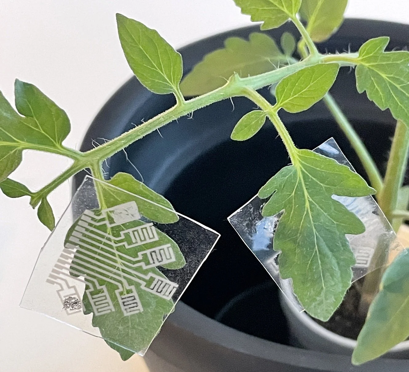 The Future of Farming: Scientists developed a patch for plants that can ...