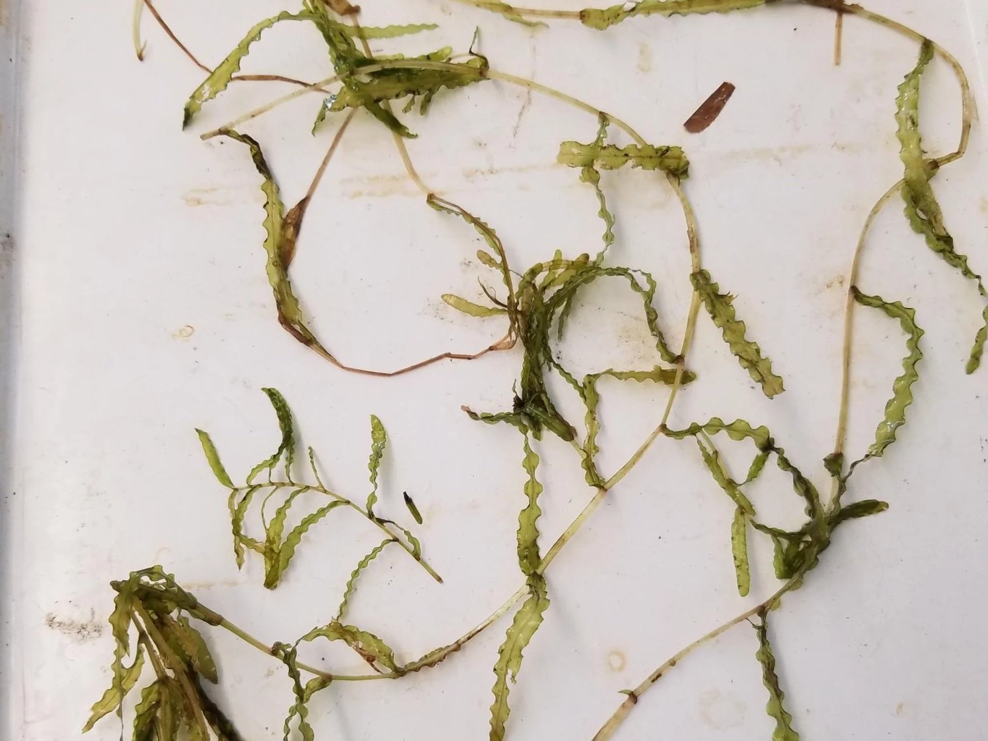 Curly Leaf Pondweed