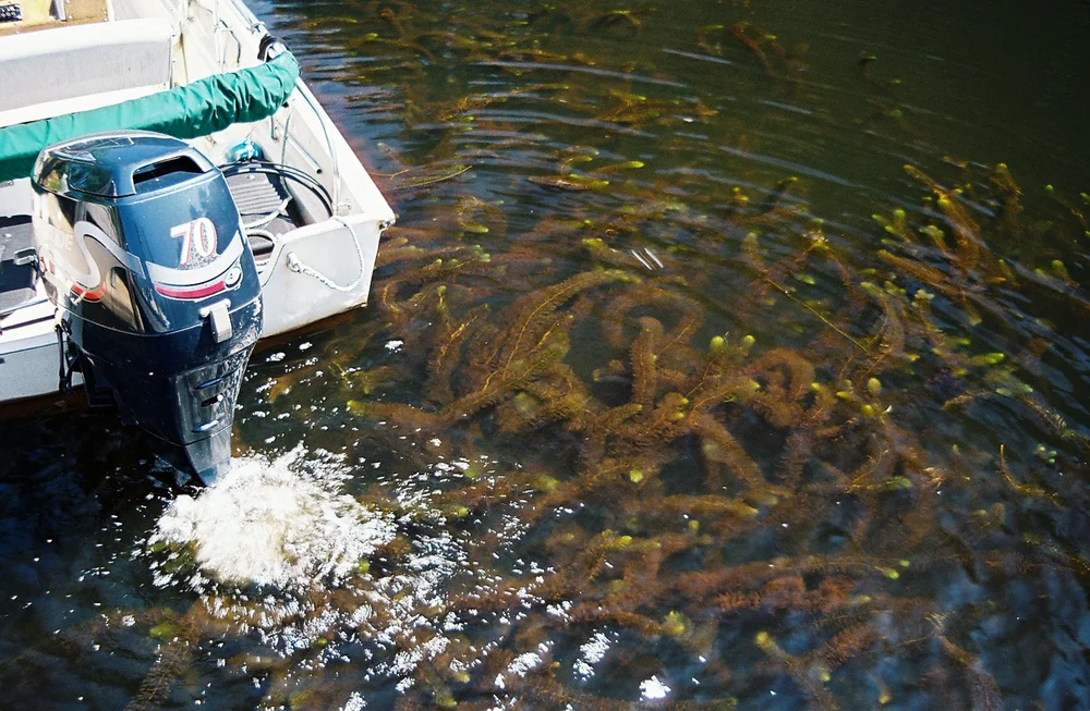 Invasive Species — LSPA