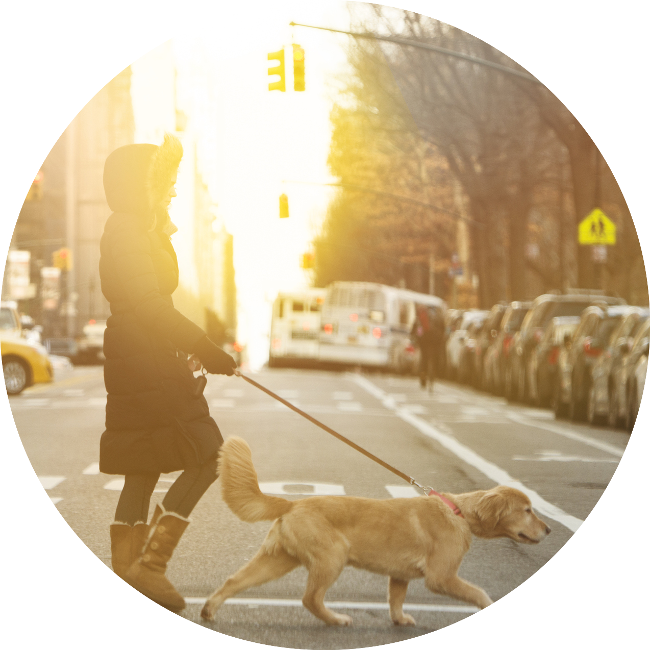 MixyPaws NYC Dog Walkers