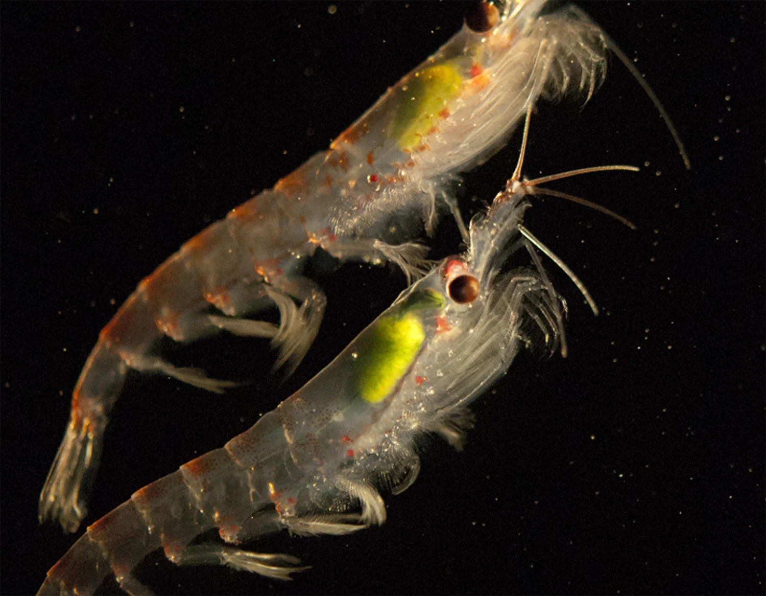 Krill — AWR