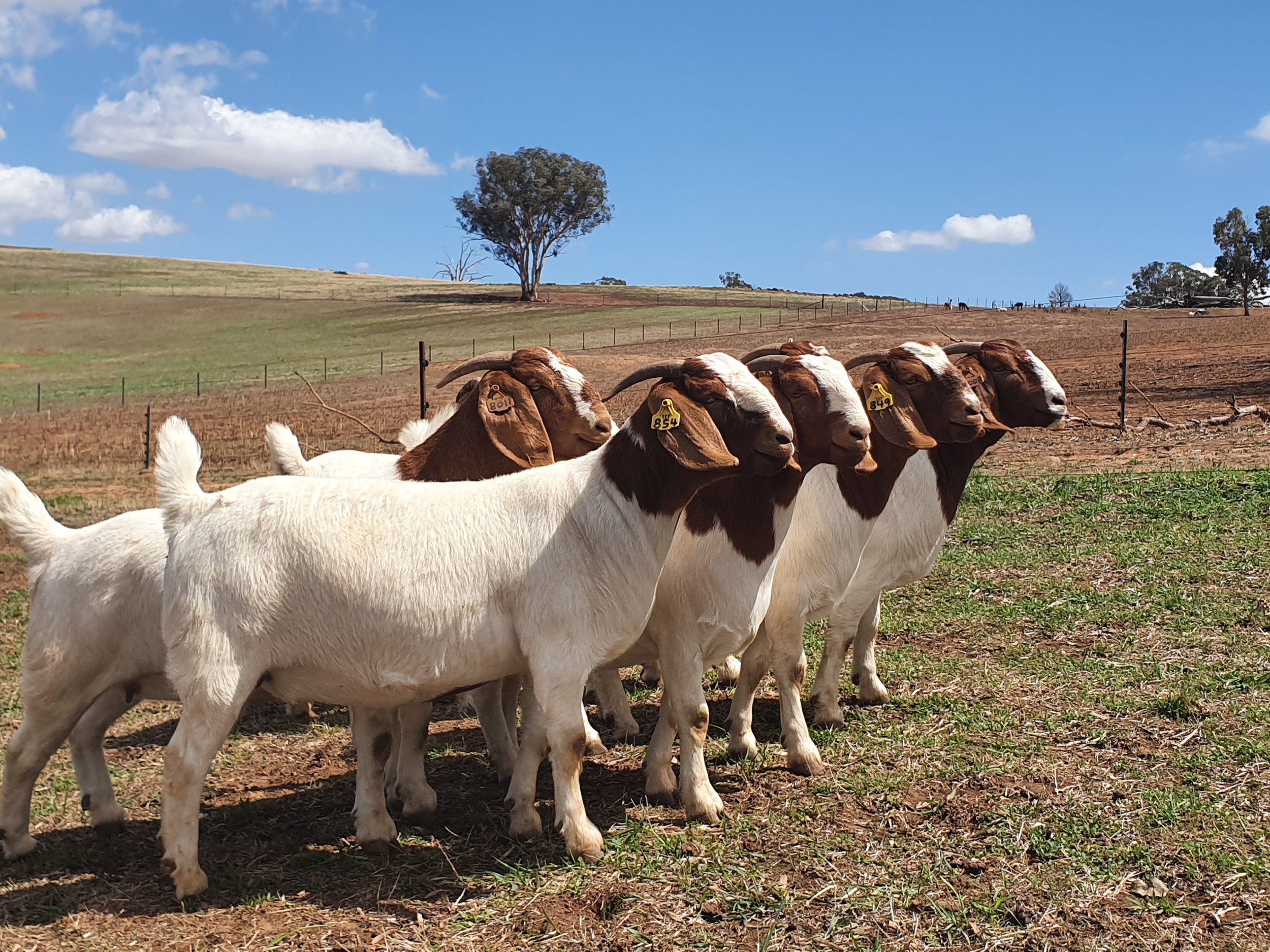 Boer Goats — Valley Boers — NSW, Australia