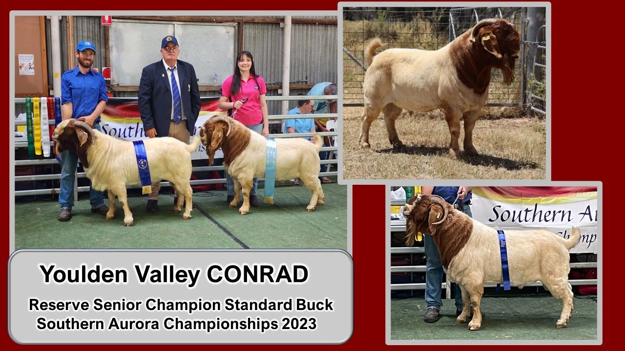 Boer Goats — Valley Boers — NSW, Australia