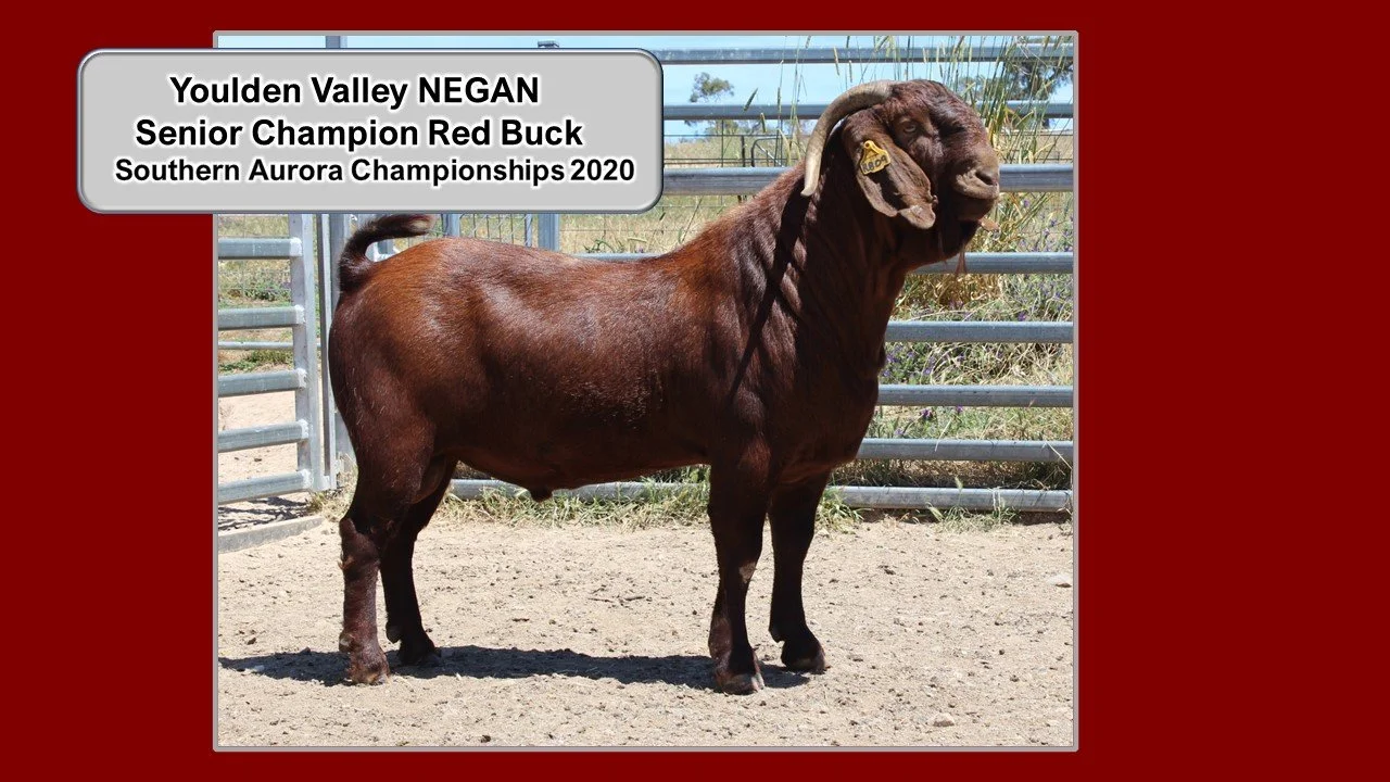 Boer Goats — Valley Boers — NSW, Australia