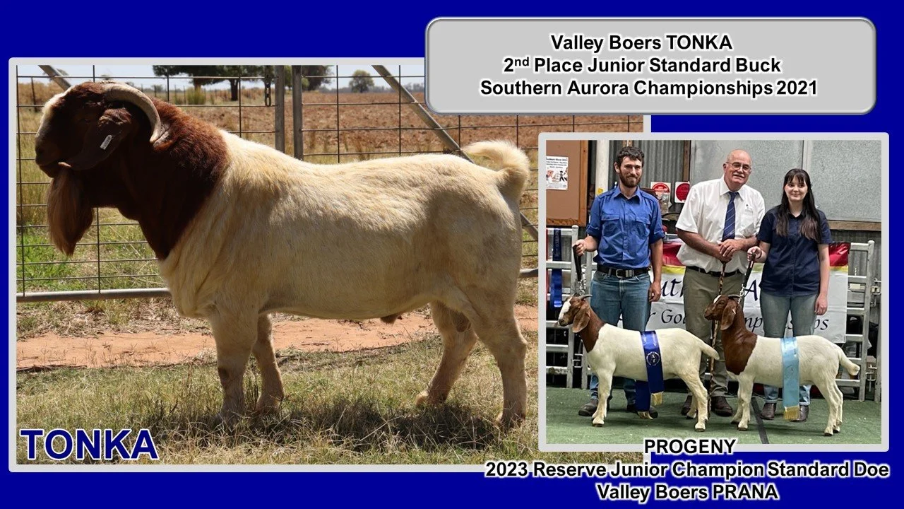 Boer Goats — Valley Boers — NSW, Australia