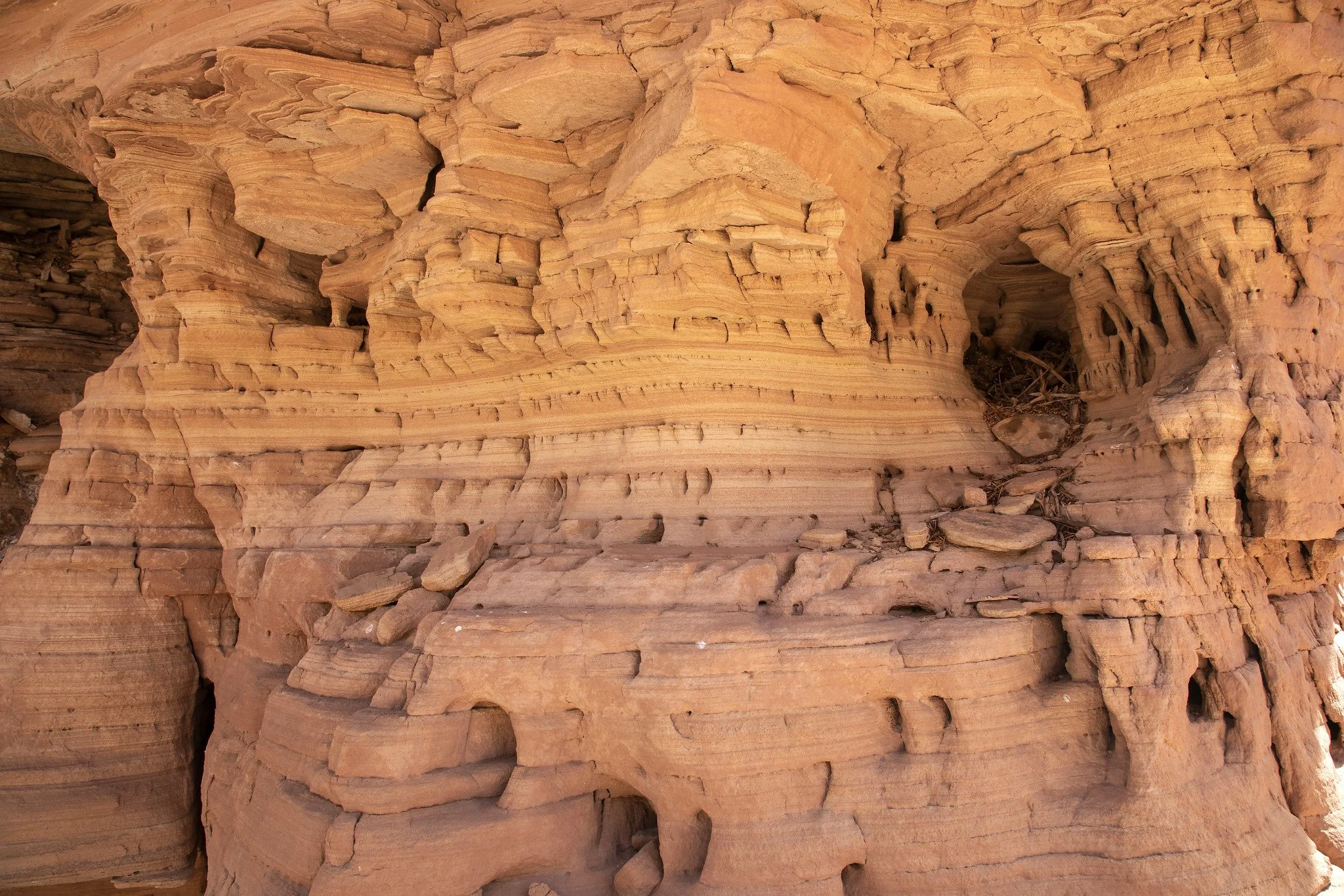 Lecture Series: Packrats Inside our Canyon Walls — Community Events