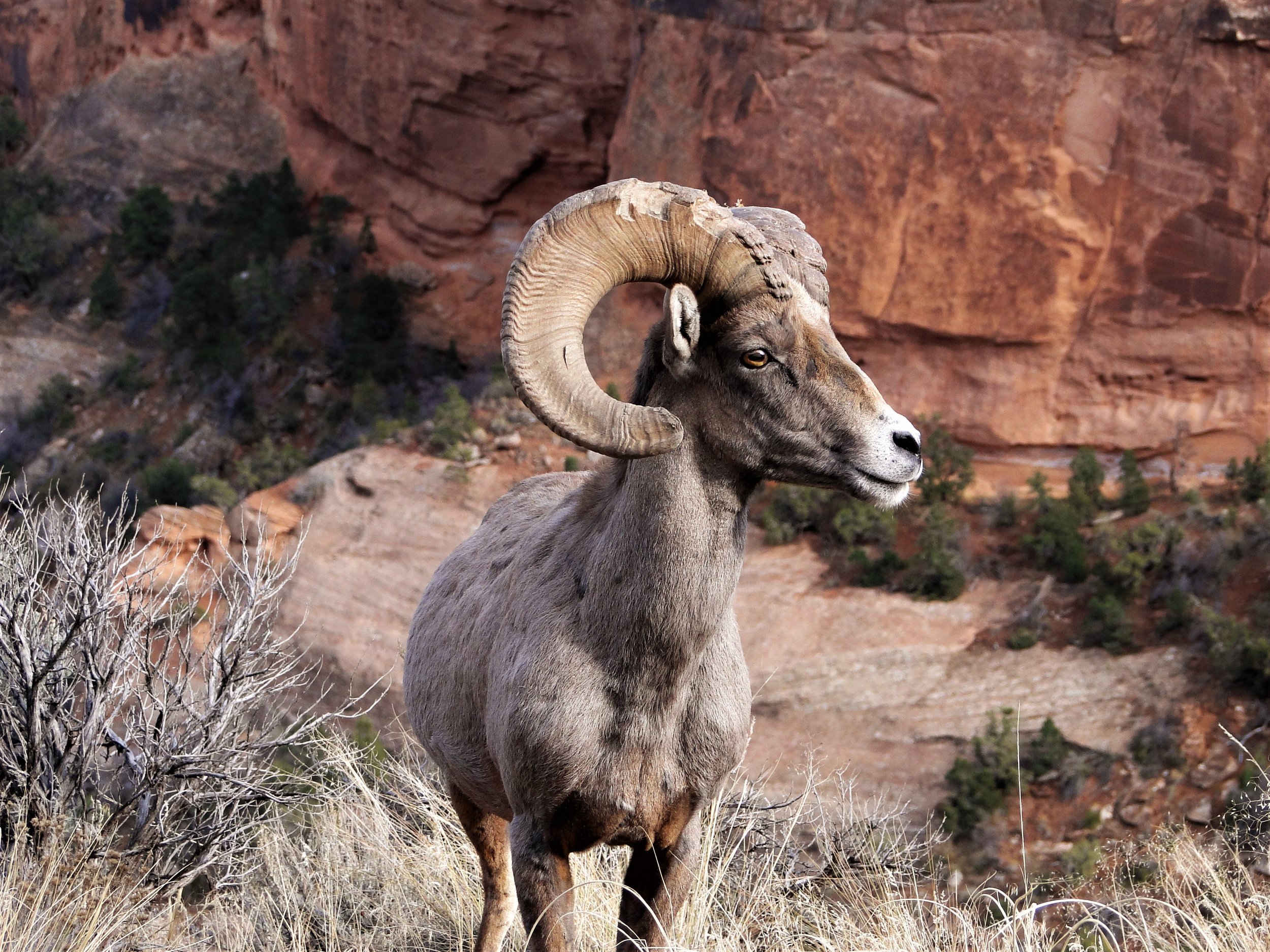 Colorado Plateau Animals Cougar, Puma Or Mountain Lion (Puma