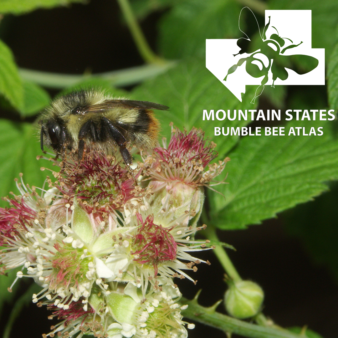 Lecture Series: Colorado's Amazing Bumble Bees and How We Can Help Them ...