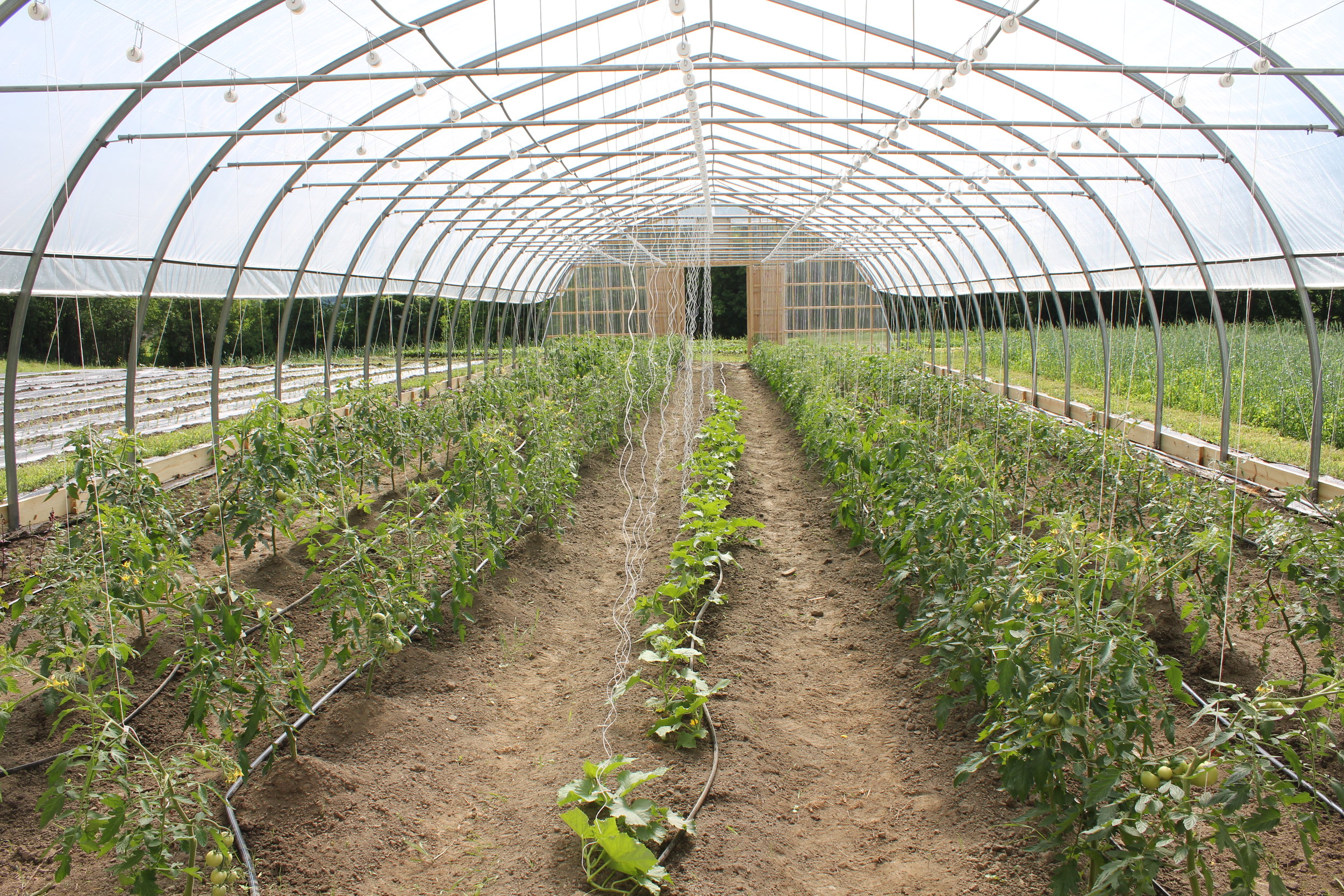 Old Soul Farm